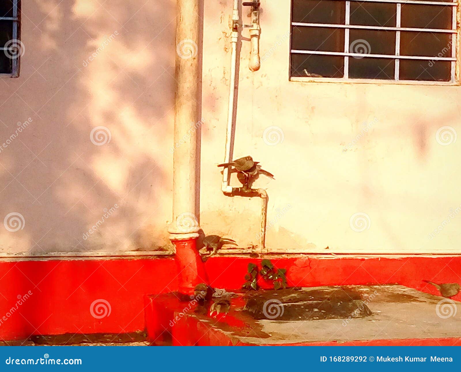 Birds are Straggle for Water . Stock Photo - Image of birds, straggle ...