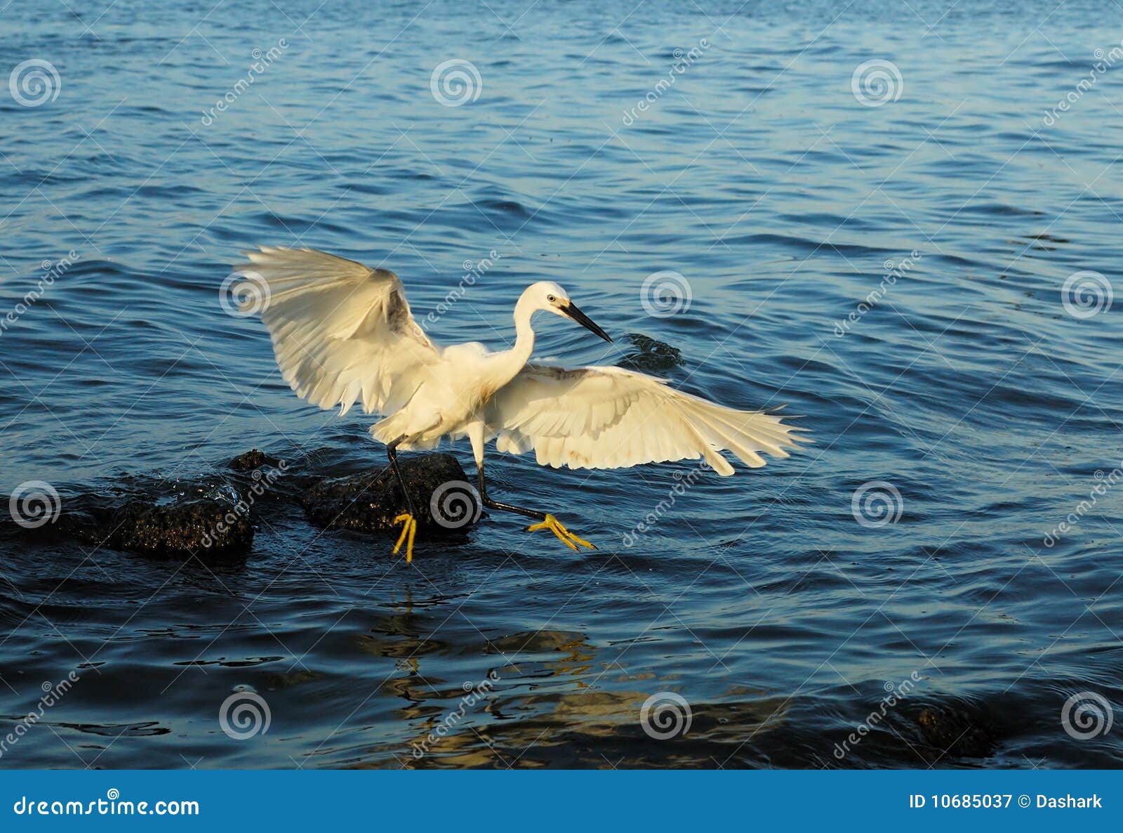 Birds and sun stock image. Image of nature, cloud, looking - 10685037