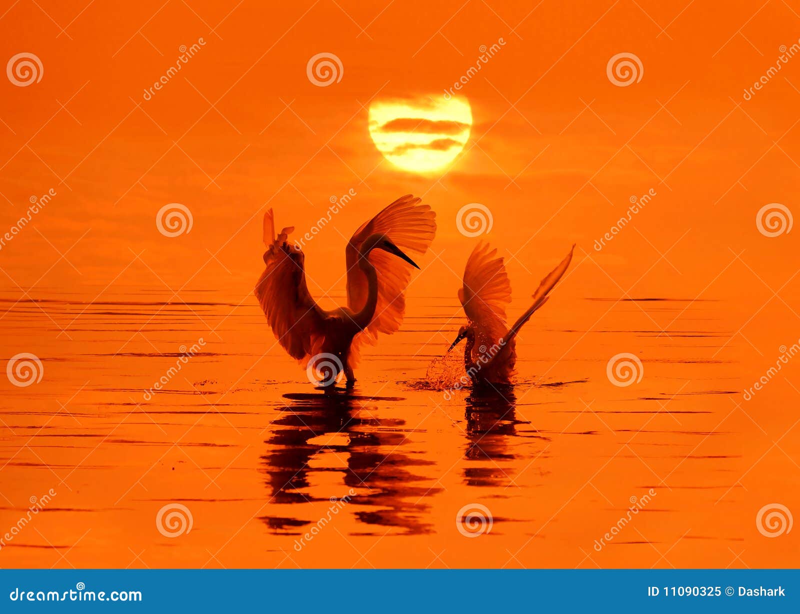 Birds and sun stock image. Image of egret, animals, design - 11090325
