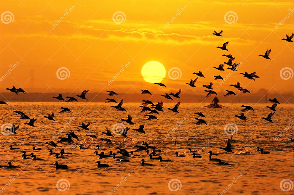 Birds and sun stock image. Image of animal, dynamic, blue - 6467101