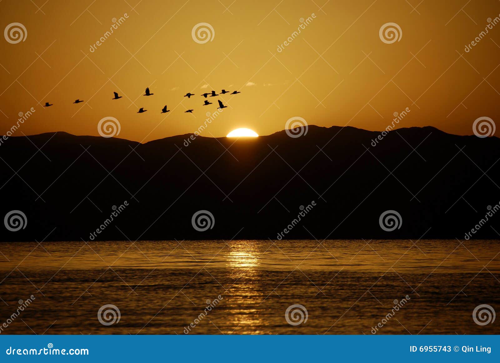Birds in the sun stock image. Image of dream, side, ascent - 6955743