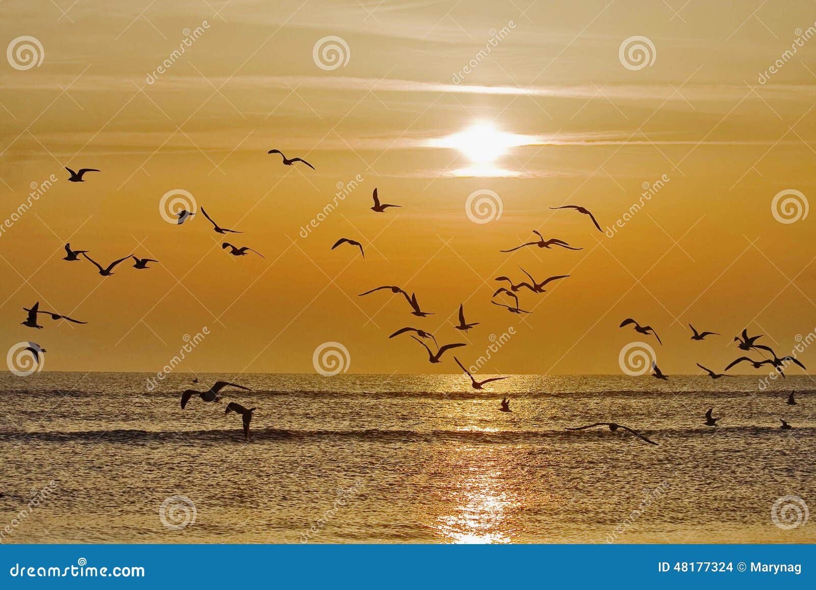 Birds at sunrise stock photo. Image of nature, travel - 48177324