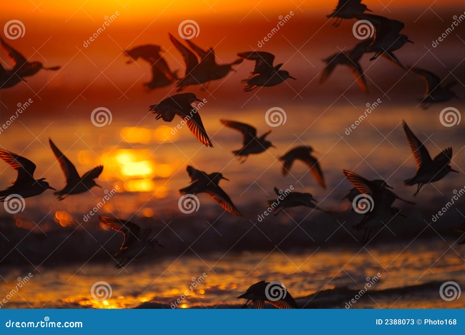 Birds at sunset stock image. Image of flight, waterbird - 2388073