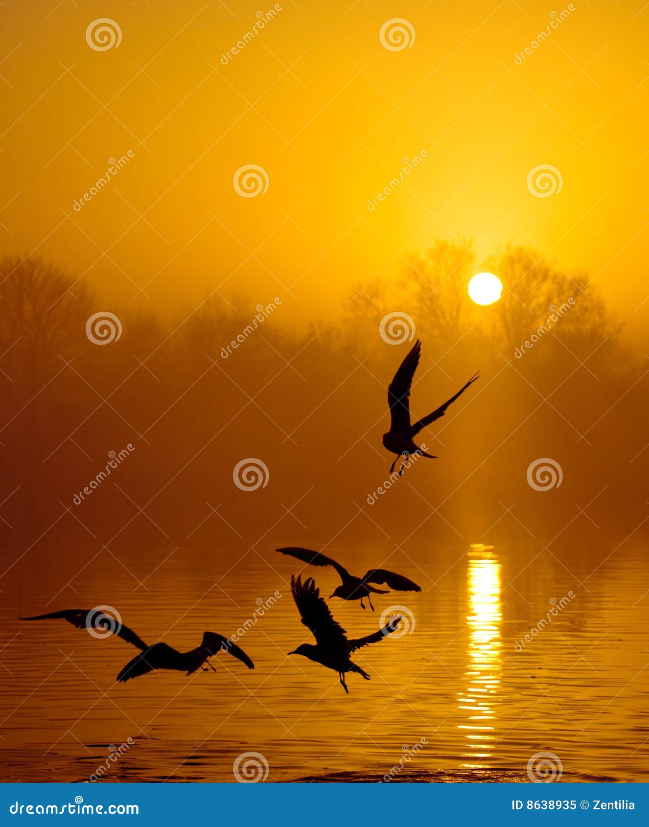 Birds in sunset stock image. Image of water, sunset, birds - 8638935