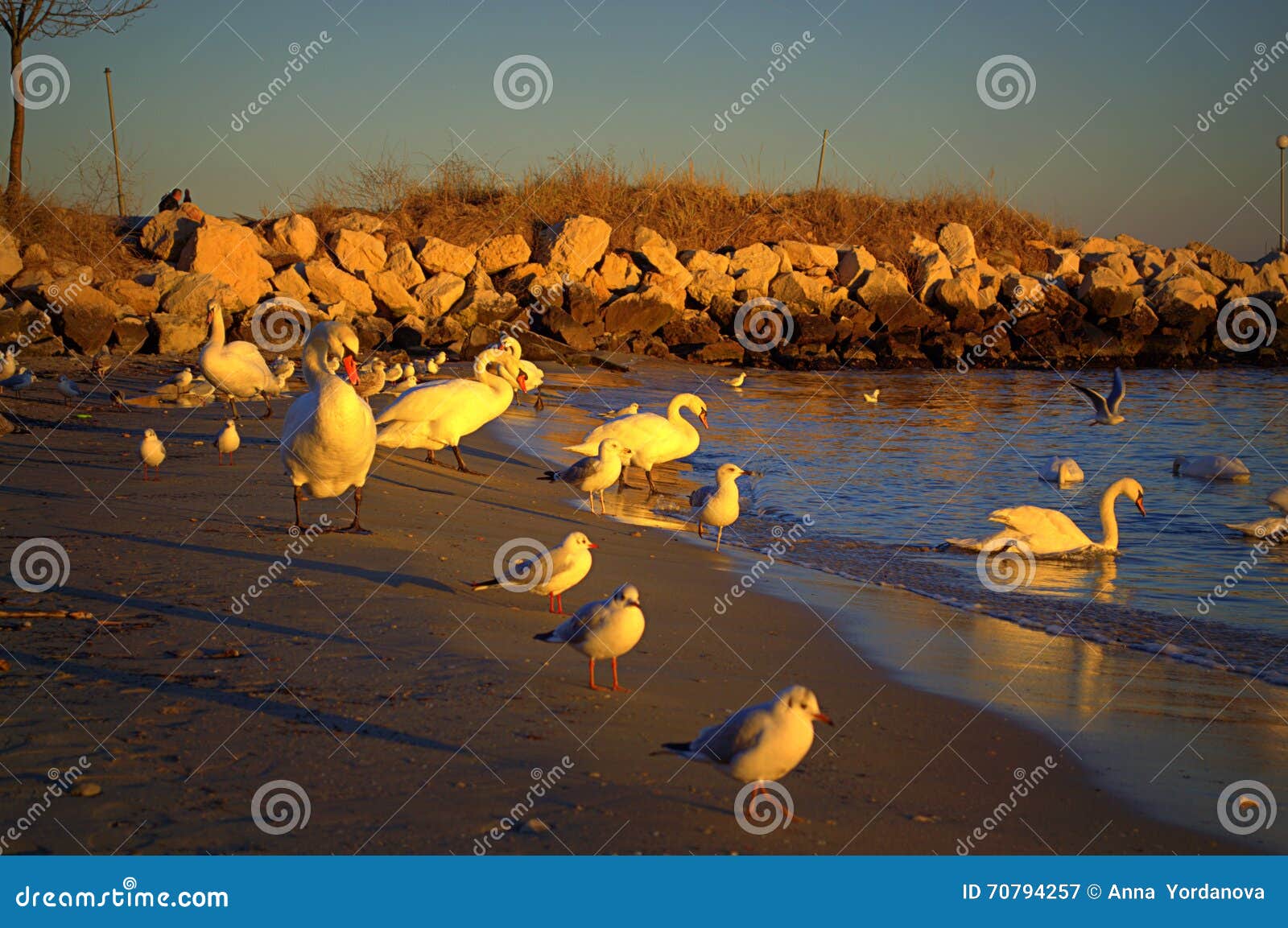 Birds on sunset beach stock image. Image of birds, exposed - 70794257