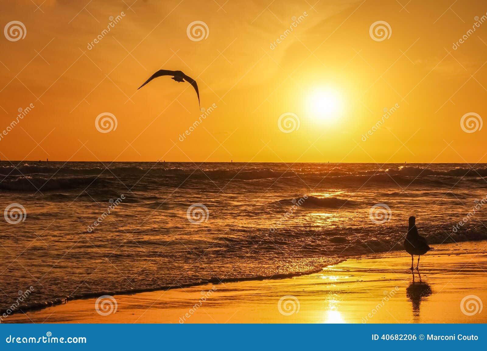Birds in the sunset stock photo. Image of summer, leaving - 40682206