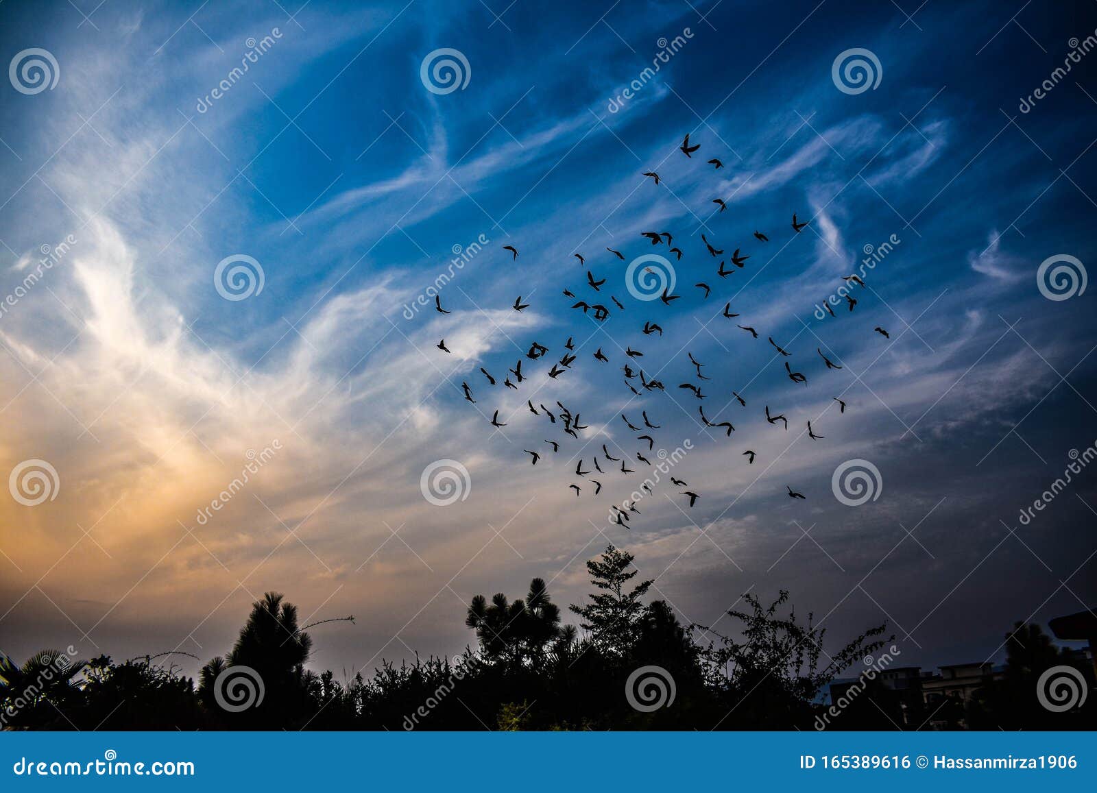 Birds during the sunset stock photo. Image of birds - 165389616