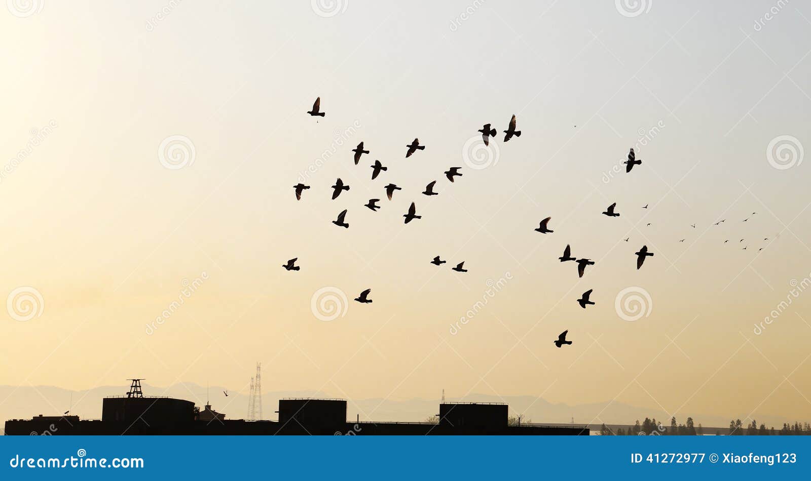 Birds with sunset stock image. Image of wild, birds, background - 41272977