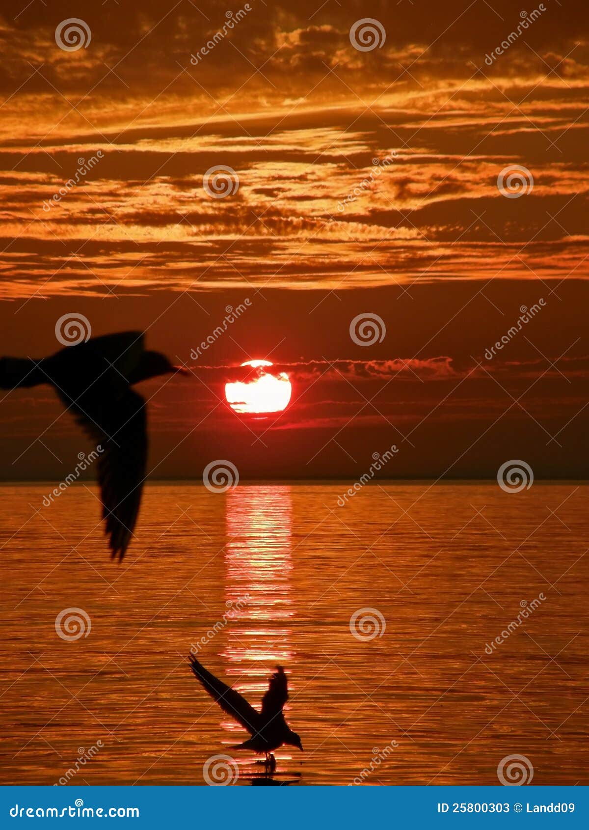 Birds, sunset, sea stock image. Image of beach, drama - 25800303