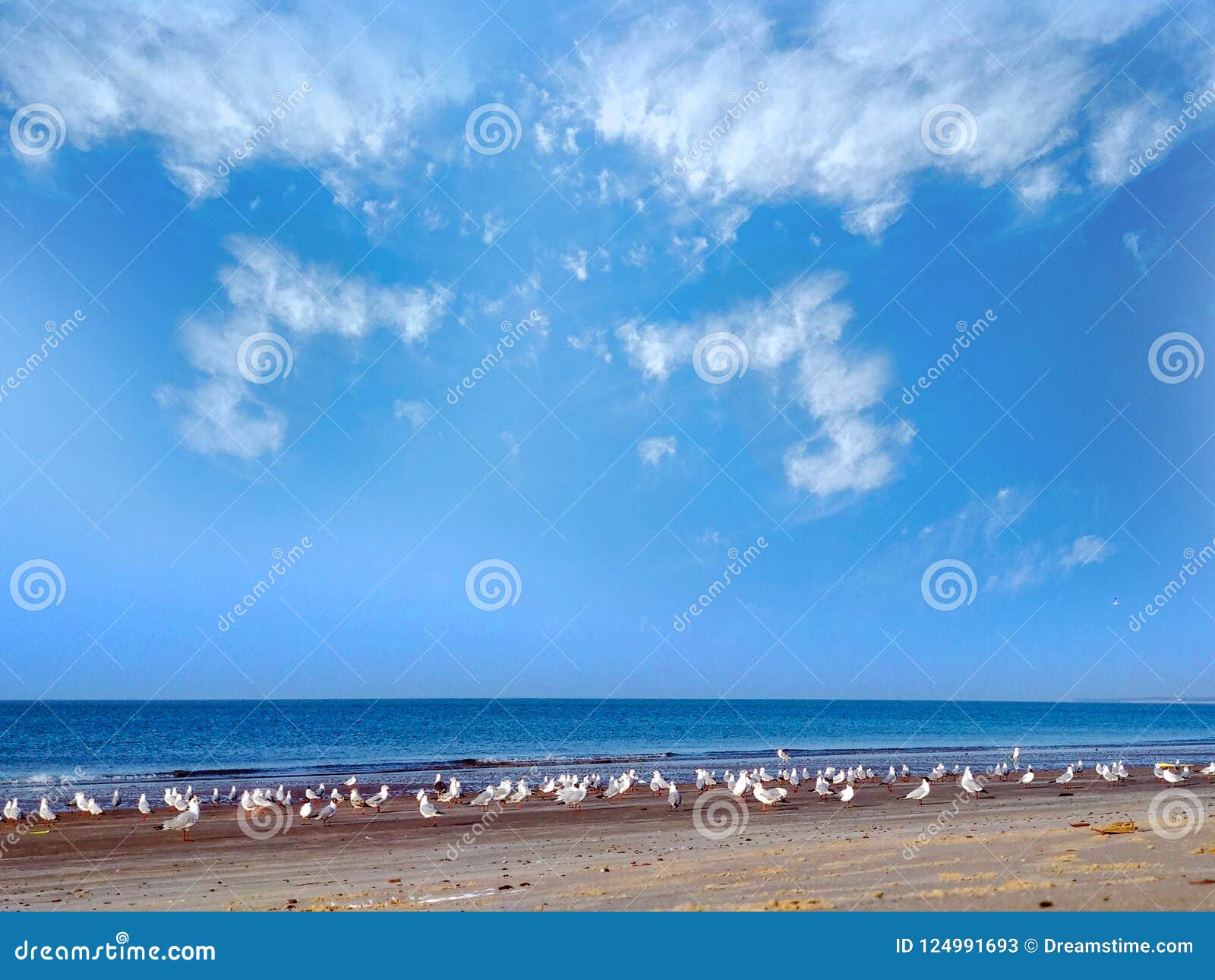 Birds Surfing on Blue Beach with Blue Sky Clouds Stock Image - Image of ...