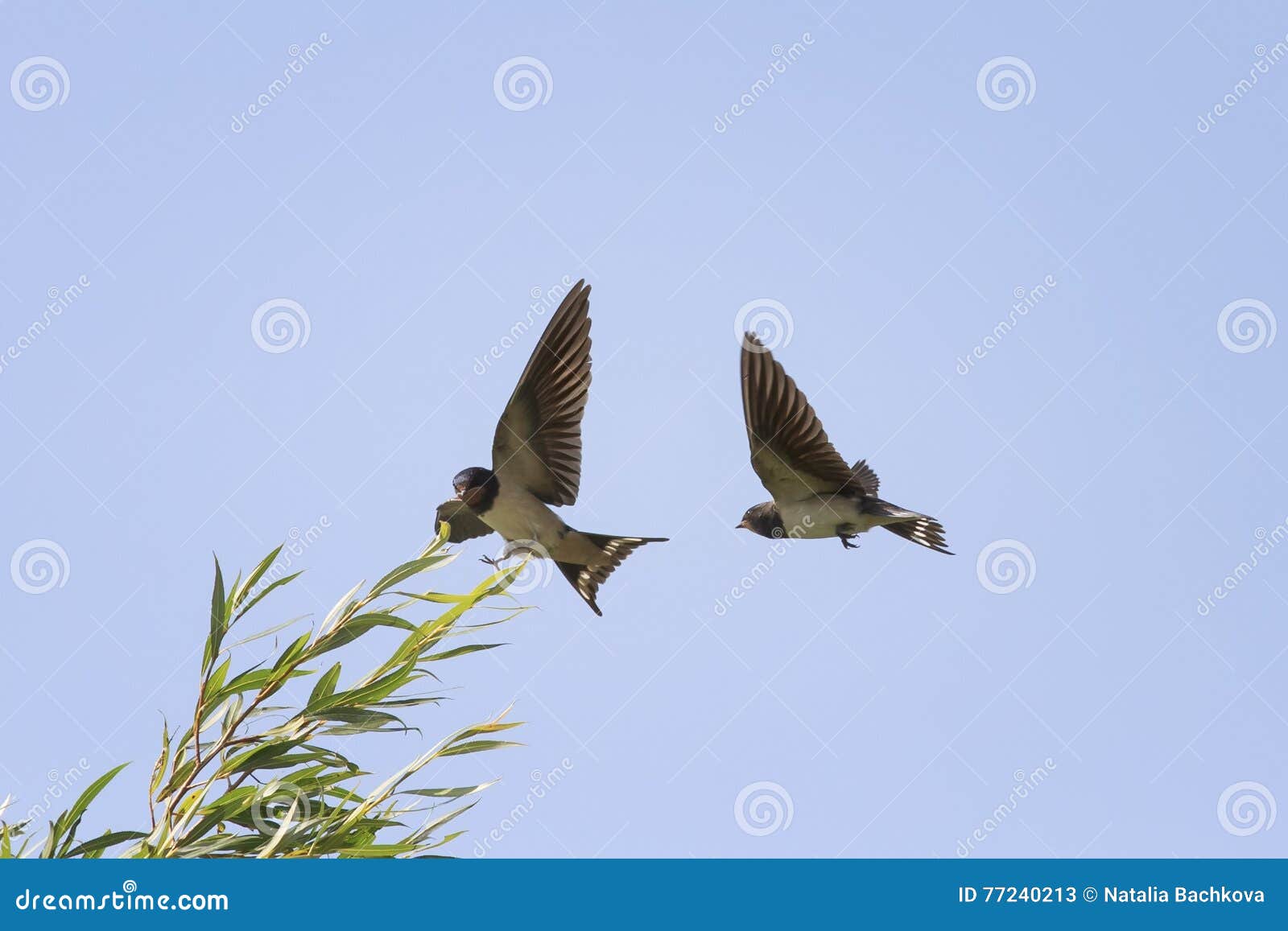 Birds (Swallows) On A Crossbar Royalty-Free Stock Photography ...