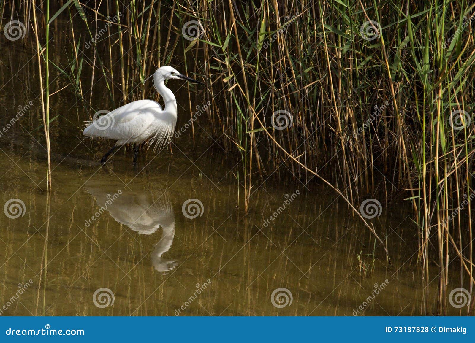 Birds on the swamp, Cyprus stock photo. Image of forest - 73187828