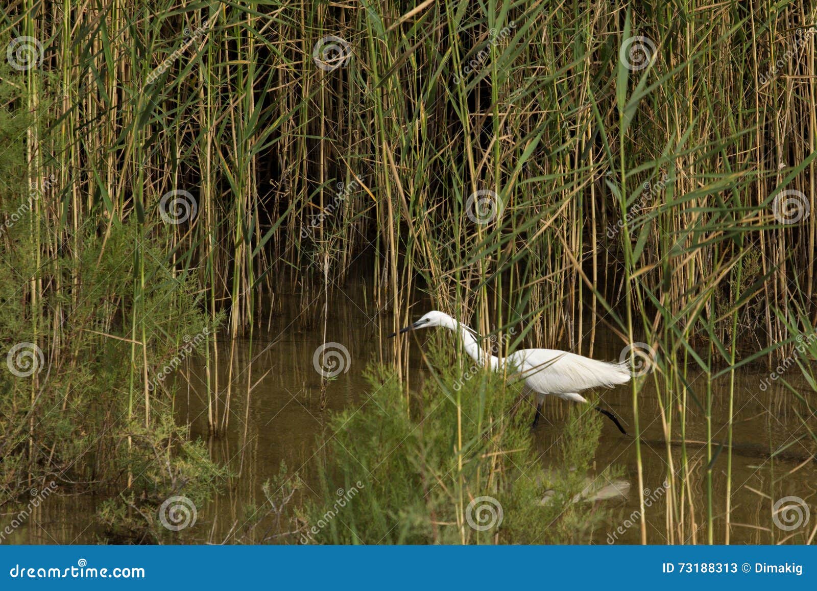 Birds on the swamp, Cyprus stock image. Image of white - 73188313