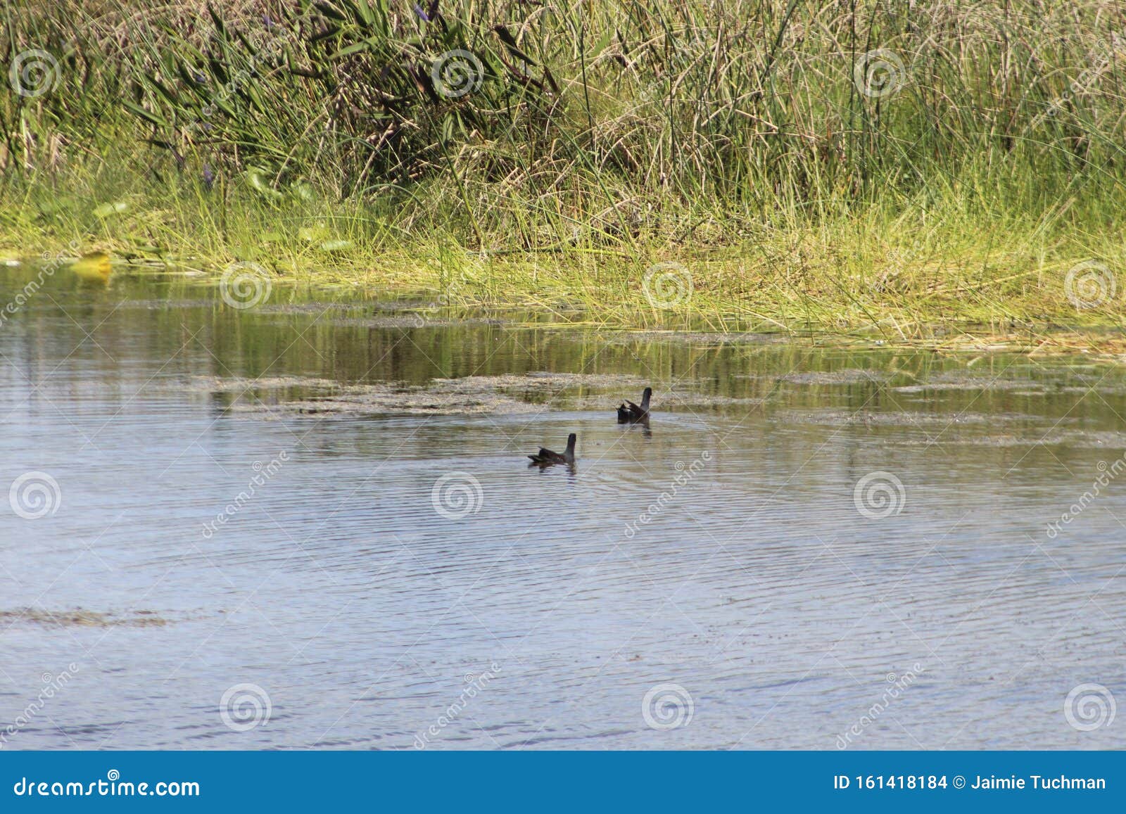 Birds of the Swamp in Florida Stock Photo - Image of beautiful, marsh ...