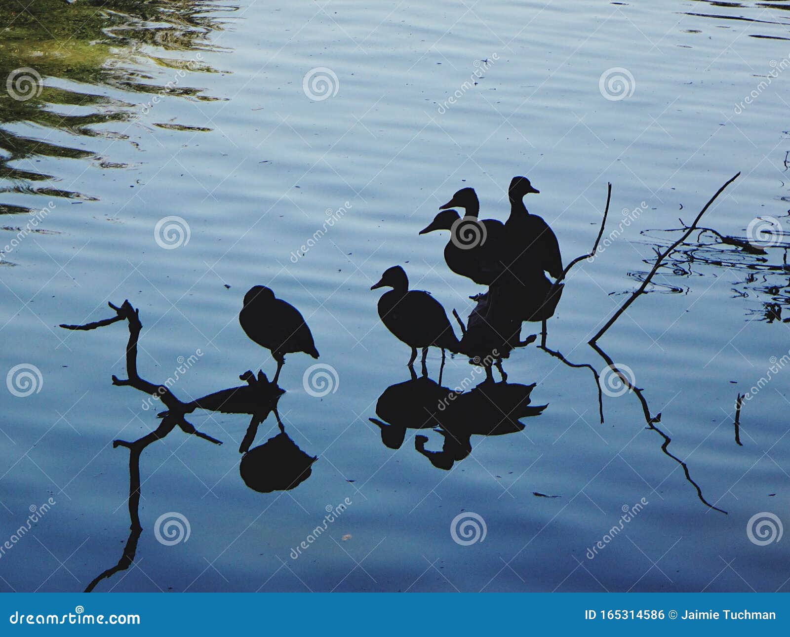 Birds in a swamp stock photo. Image of practicing, beach - 165314586