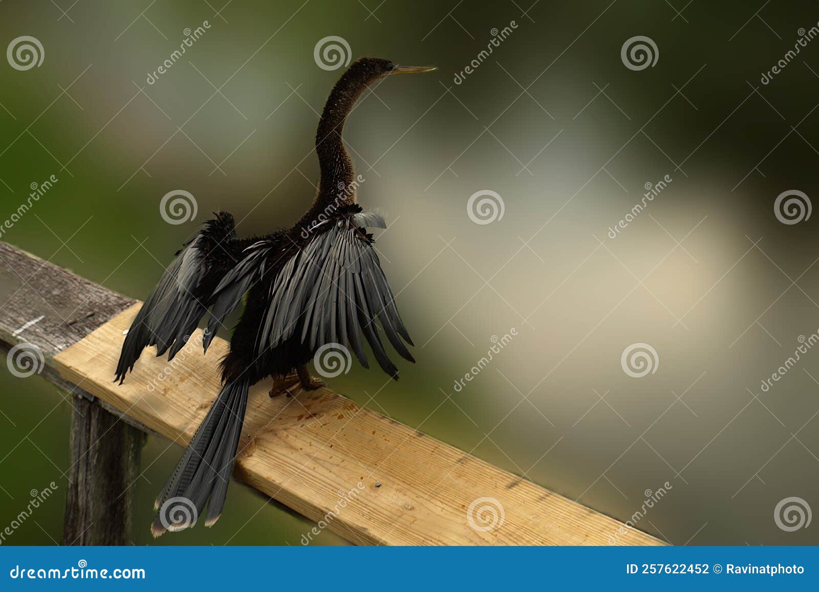 Birds of the Swamps, FL, USA Stock Photo - Image of islands, beaches ...