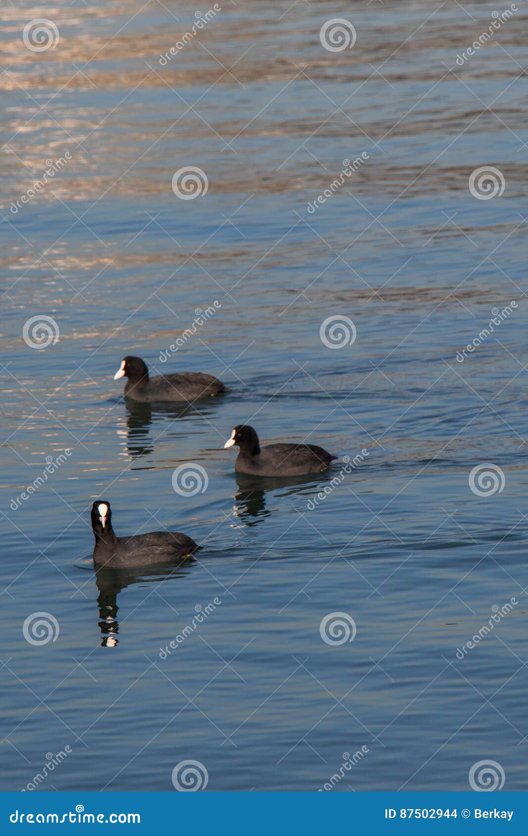 Birds Swim Calmly on the Sea Surface Stock Photo - Image of wildlife ...