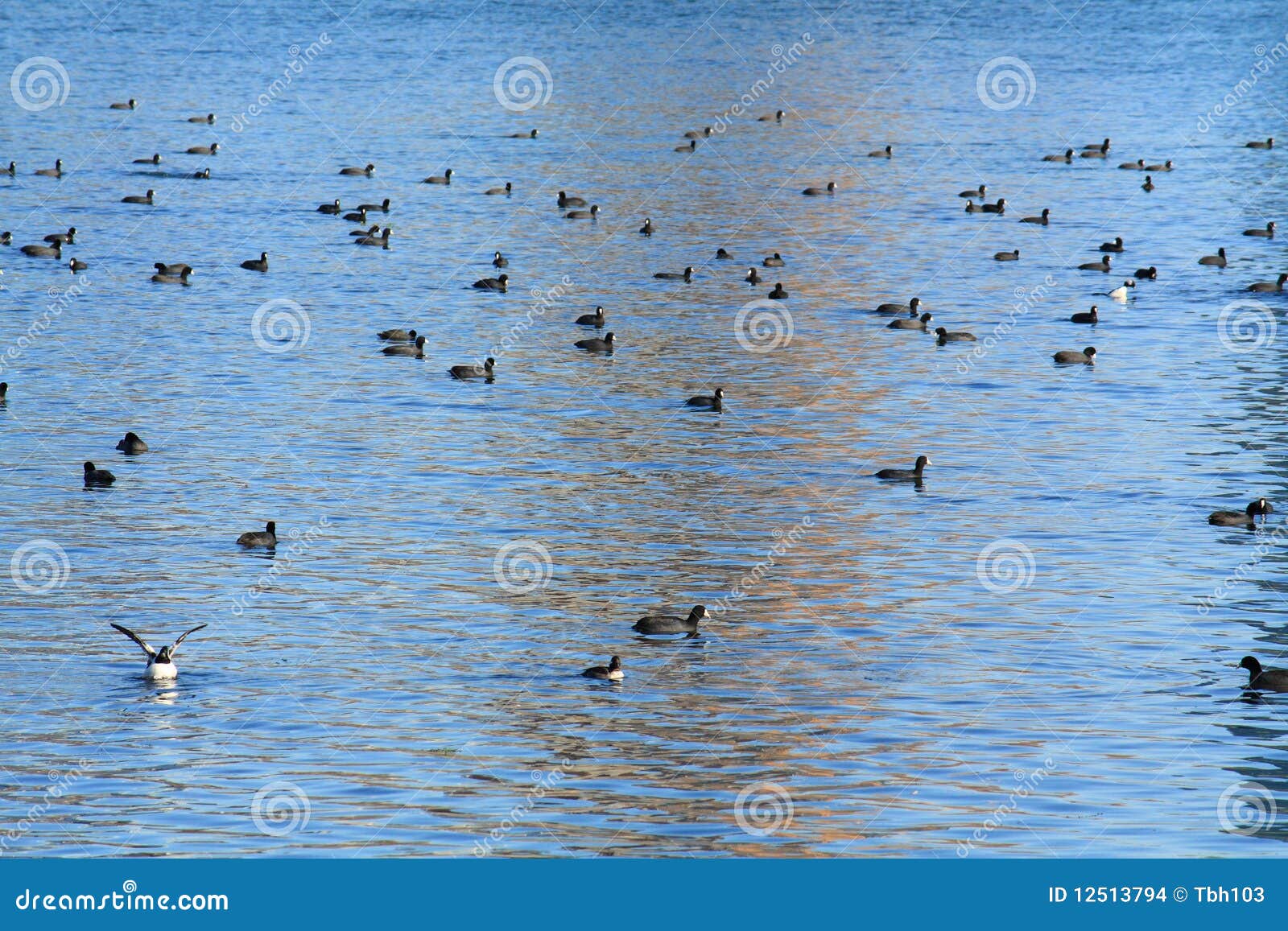 Birds swimming in lake stock photo. Image of ducks, black - 12513794