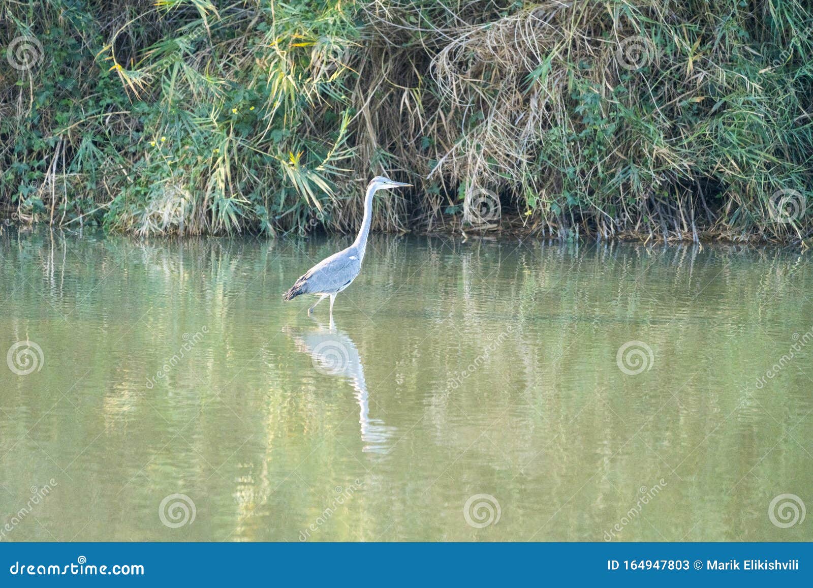 Birds Swimming in the Water Stock Image - Image of black, swimming ...