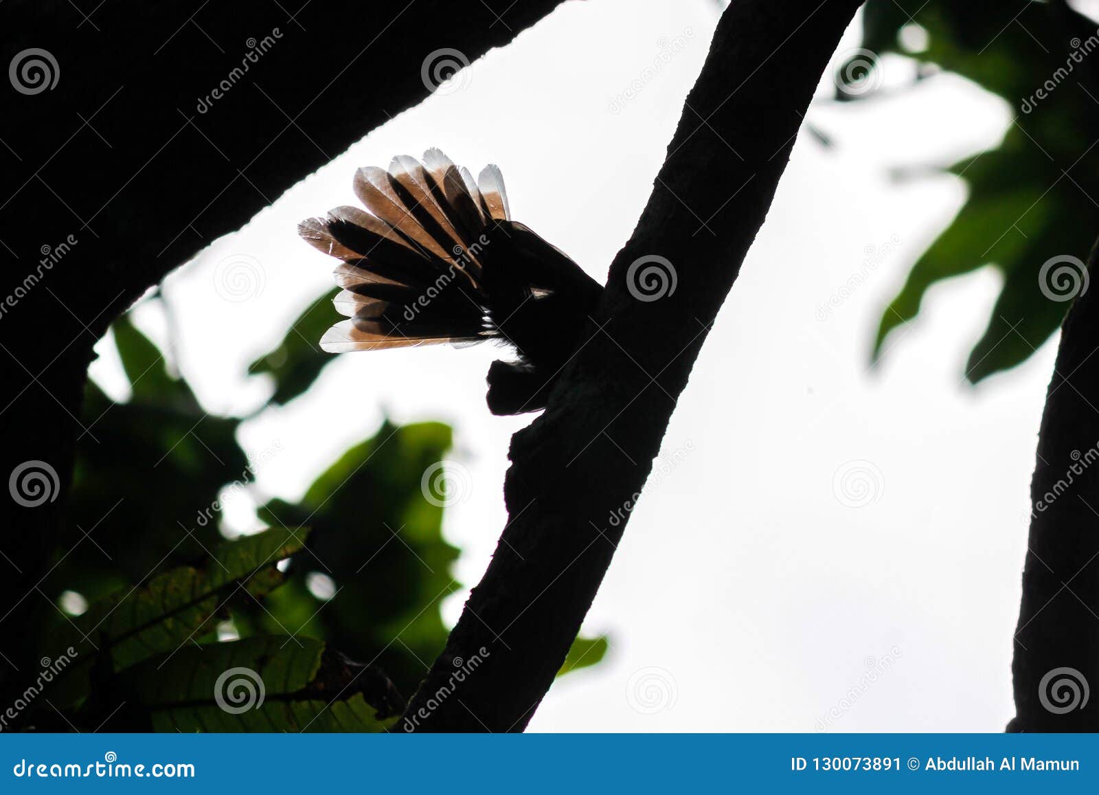 A birds tail stock image. Image of tree, tail, dancing - 130073891
