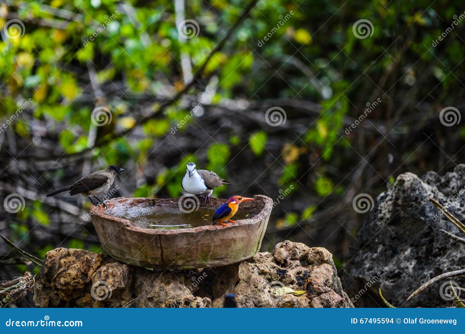 Birds taking a bath stock photo. Image of africa, african - 67495594
