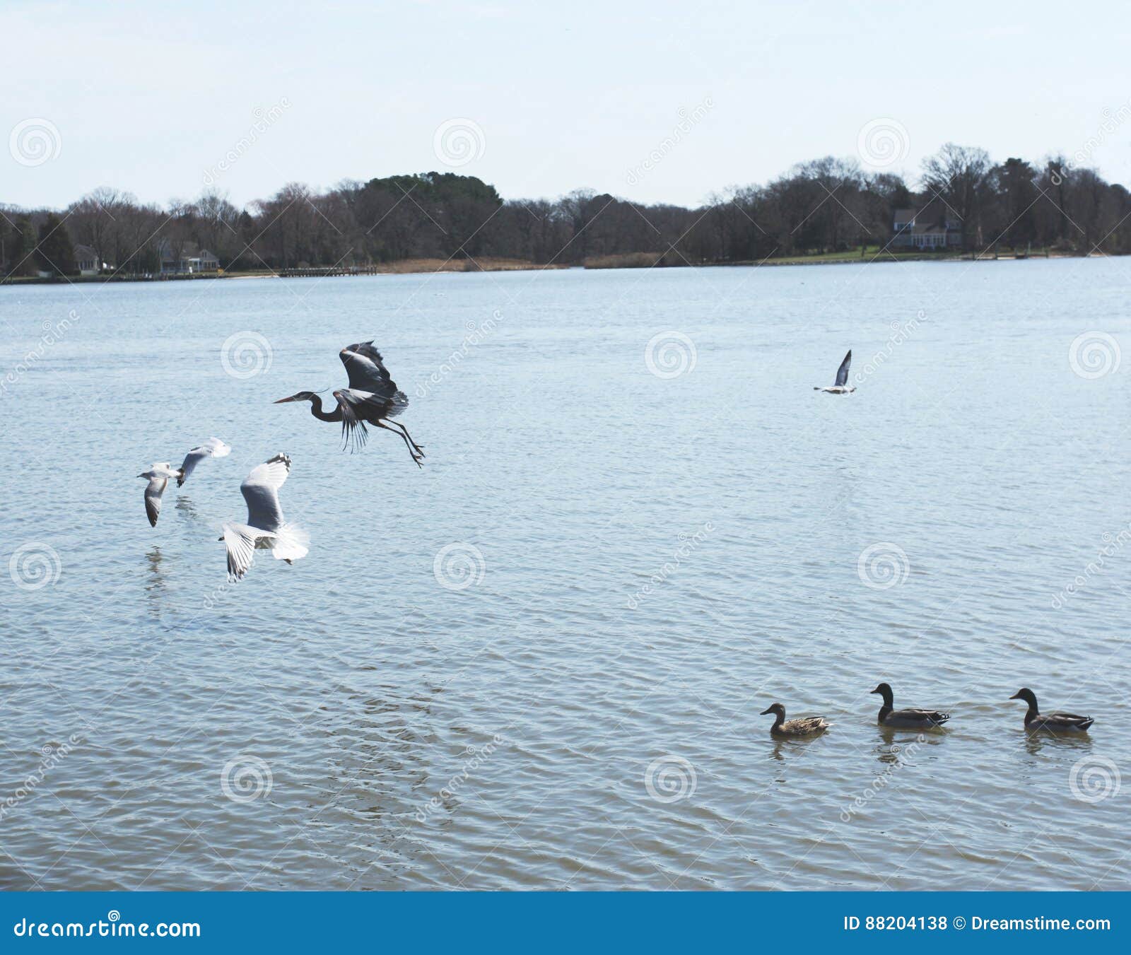 Birds taking flight stock photo. Image of taking, child - 88204138