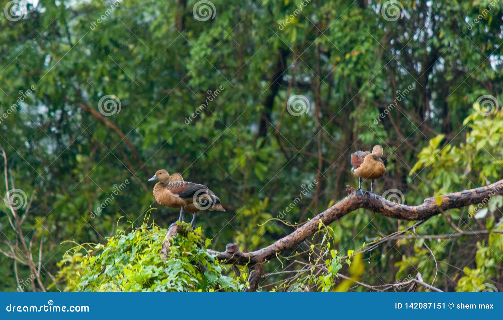 Birds Taking rest on Tree stock image. Image of green - 142087151