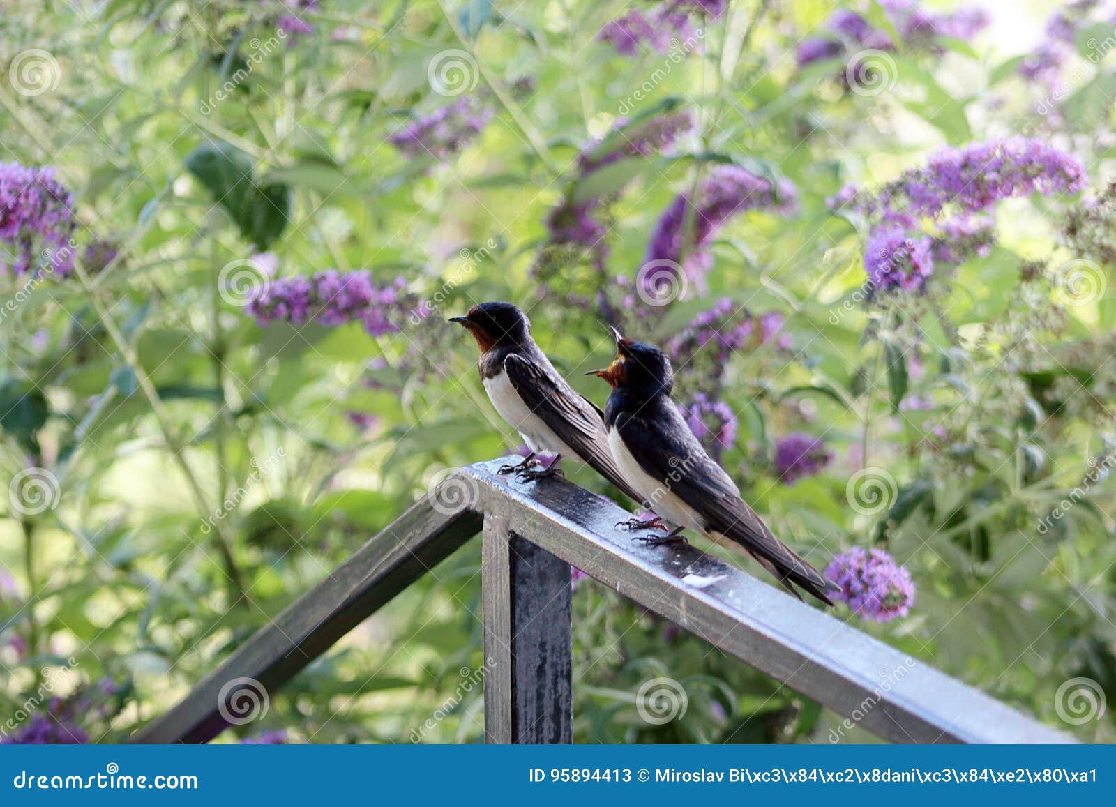 Birds talk stock image. Image of stripes, evening, talking - 95894413