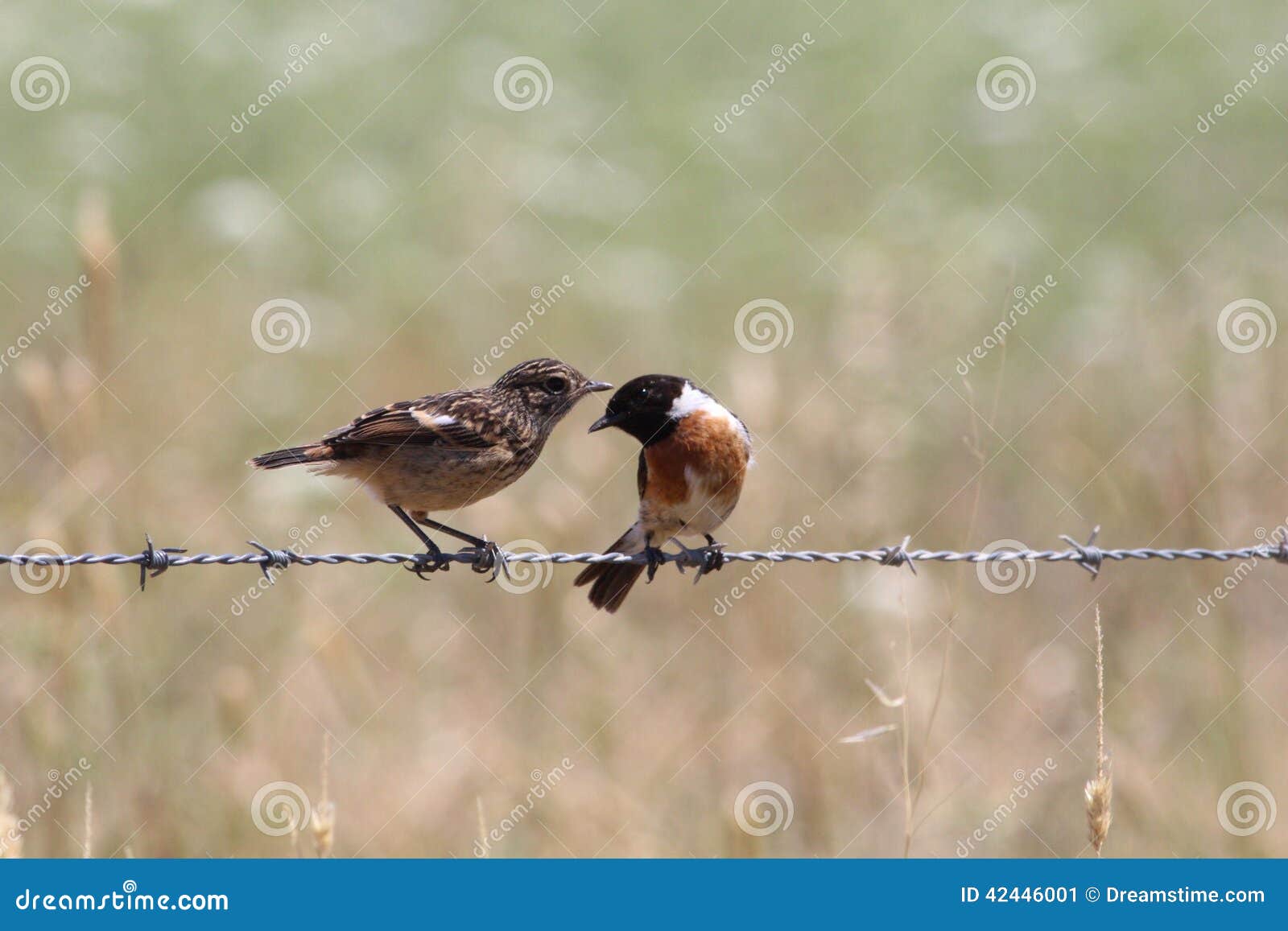 Birds talking stock image. Image of together, wire, diferents - 42446001