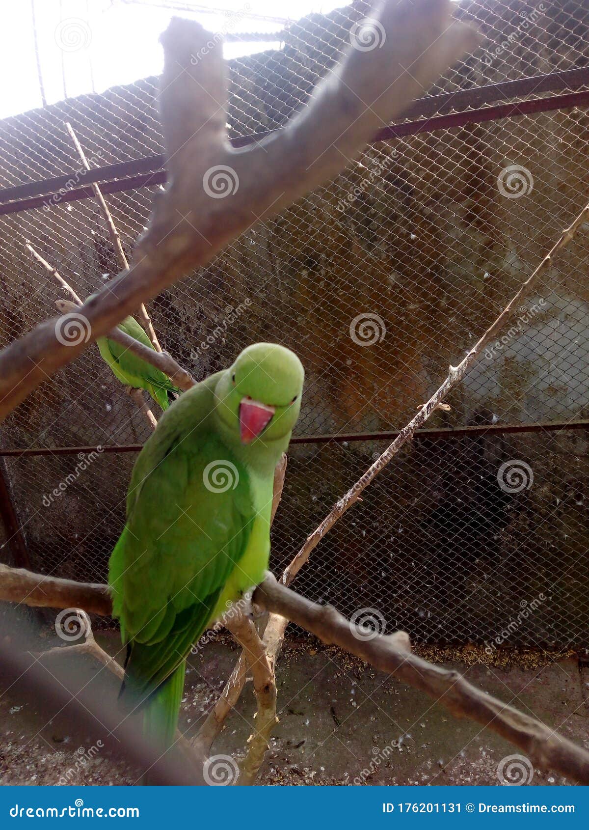 Birds stock image. Image of birds, parrot, nice, talking - 176201131