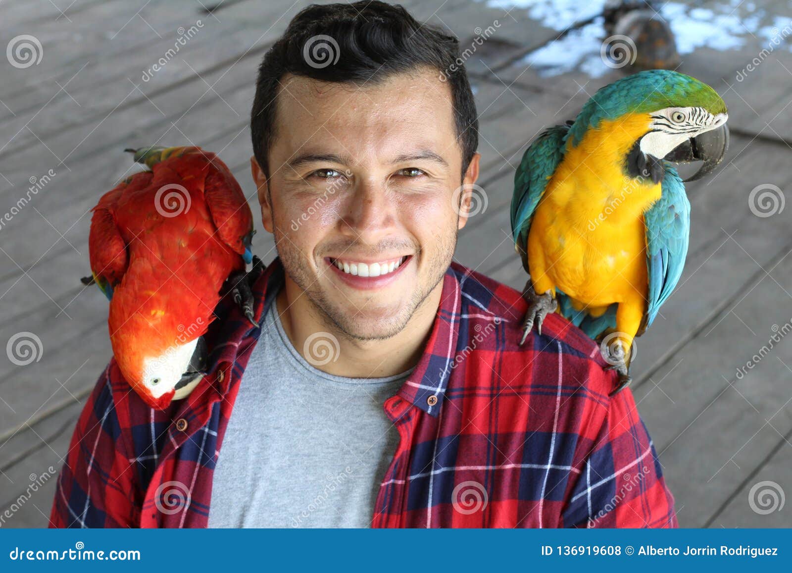 Birds Tamer Working with Two Macaws Stock Photo - Image of leisure ...