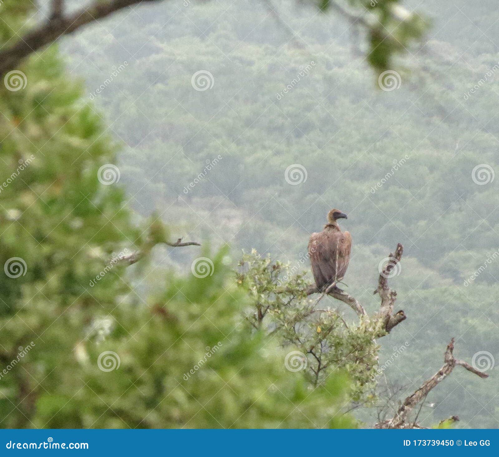 Birds thinking about life stock photo. Image of birds - 173739450