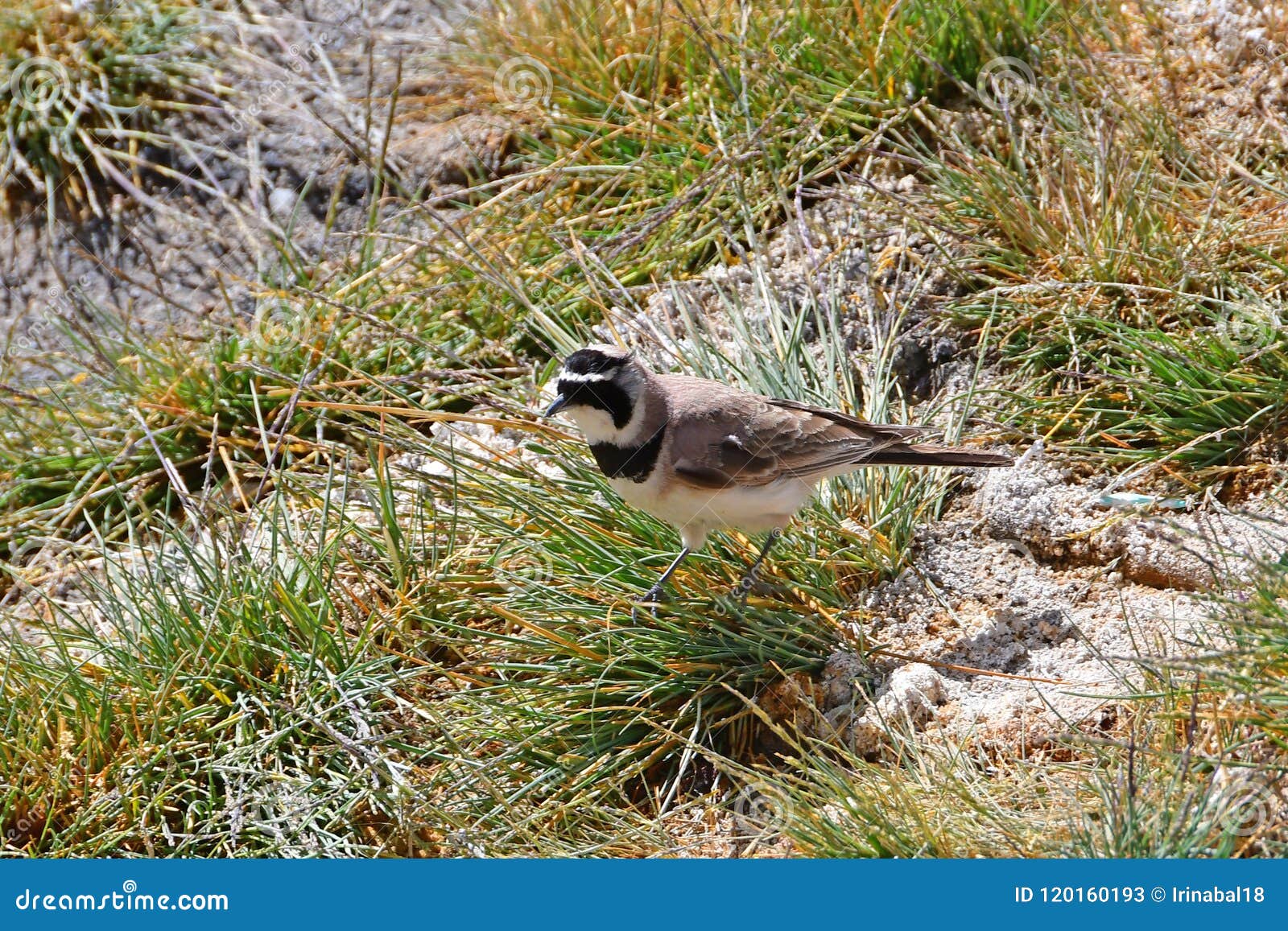 Birds of Tibet. the Shore of the Lake Manasarovar Stock Image - Image ...