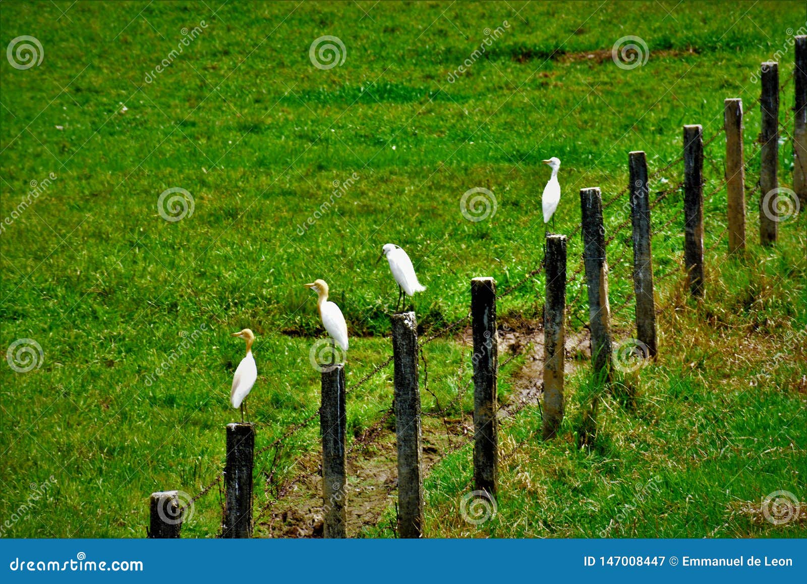 Birds on Top of the Post Fence Stock Image - Image of post, green ...