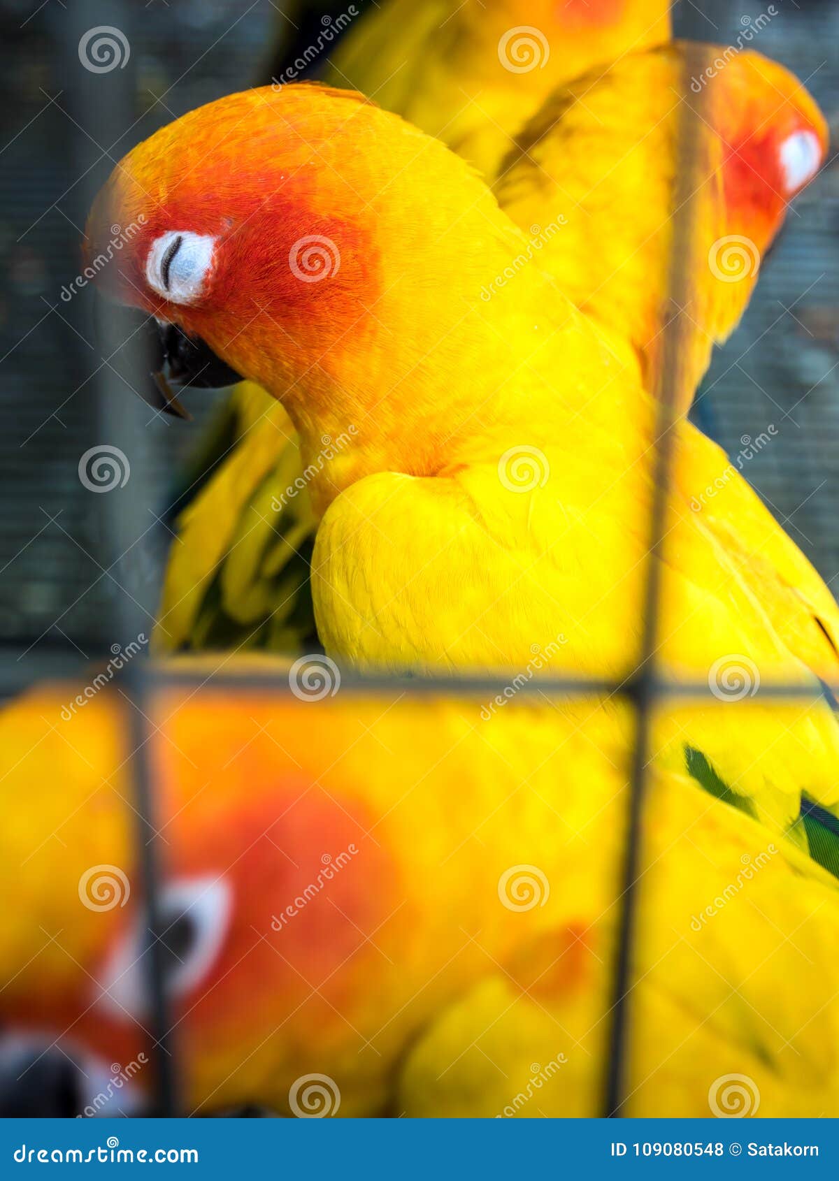 Birds are Trapped in a Cage Stock Photo - Image of nature, black: 109080548