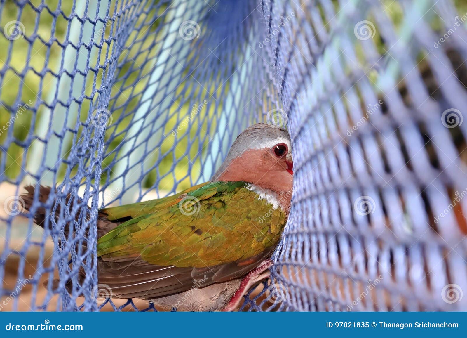 Birds Are Trapped In A Large Number Of Cages. Royalty-Free Stock Photo ...