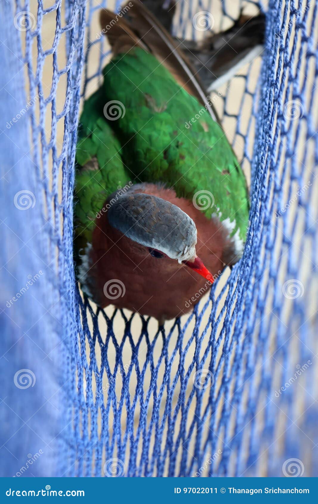 The Birds Trapped in the Nets, Common Emerald Dove Stock Image - Image ...