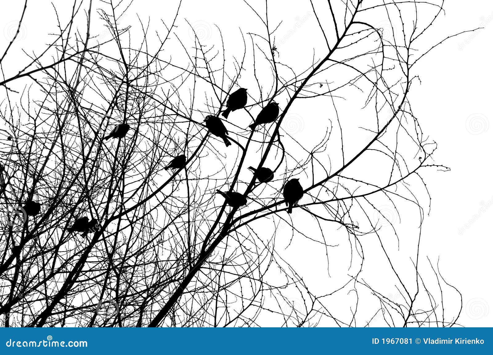 Birds on a tree stock image. Image of horizon, bare, object - 1967081