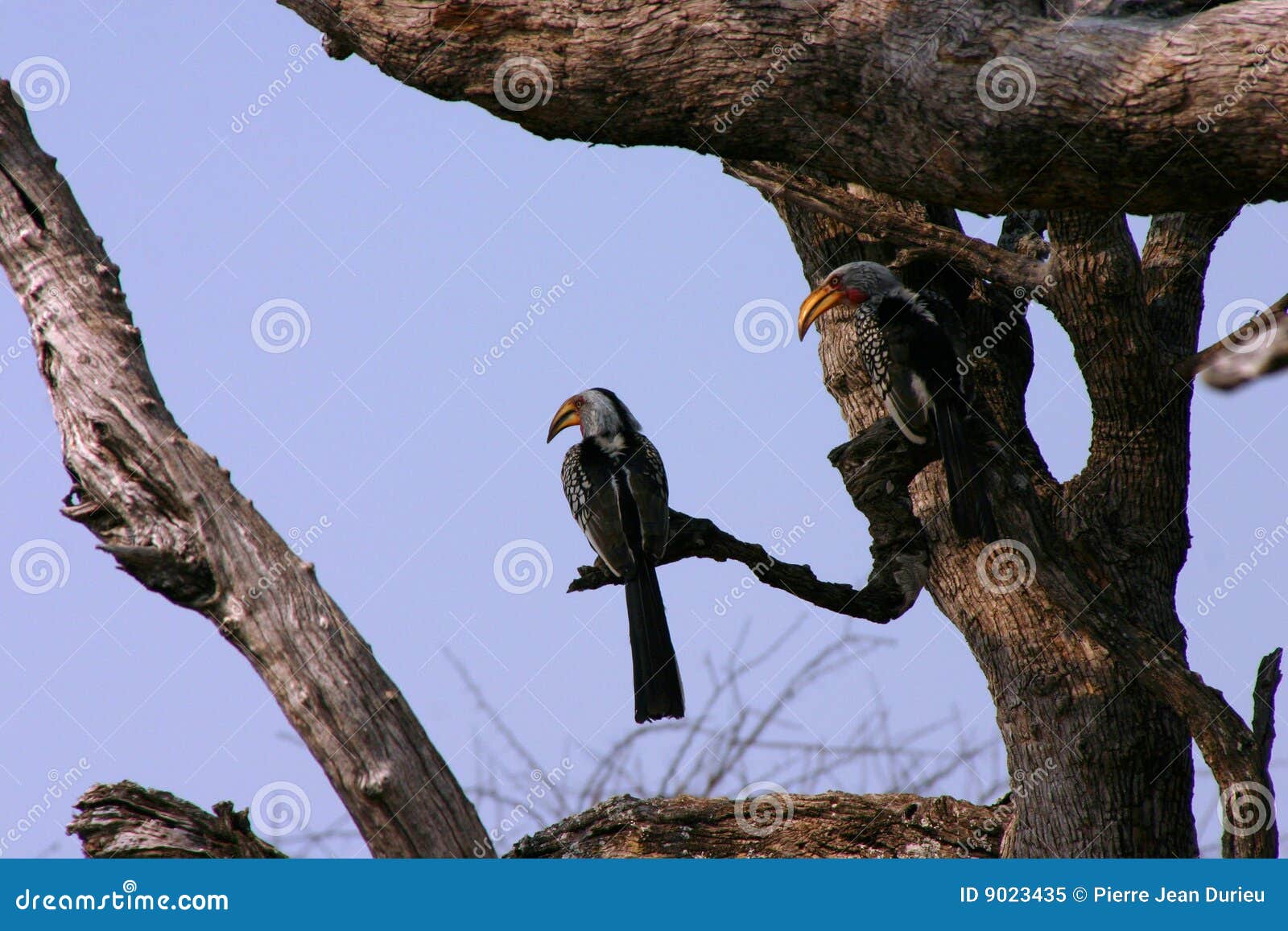 Birds on a tree stock image. Image of branch, africa, flight - 9023435