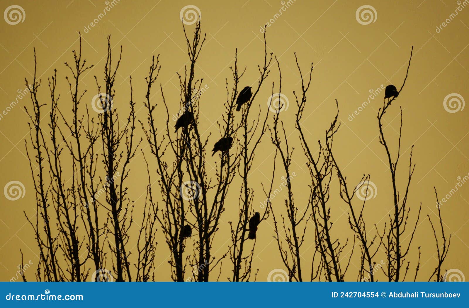 Birds on a tree branch stock photo. Image of flying - 242704554