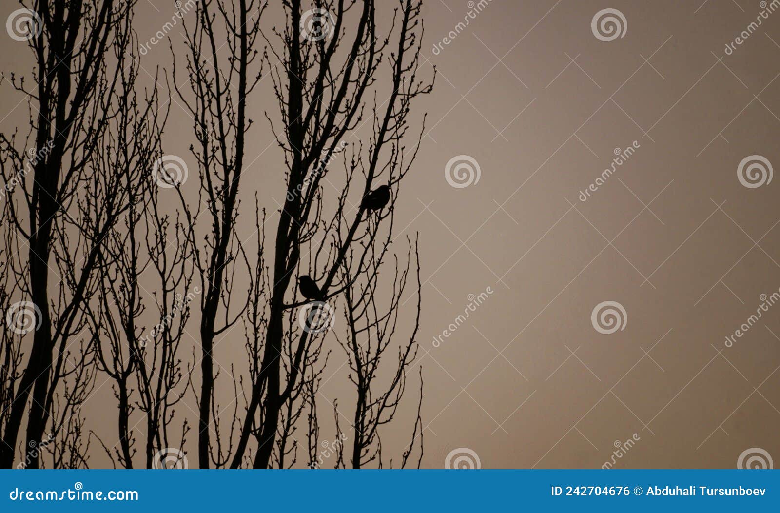 Birds on a tree branch stock photo. Image of bright - 242704676