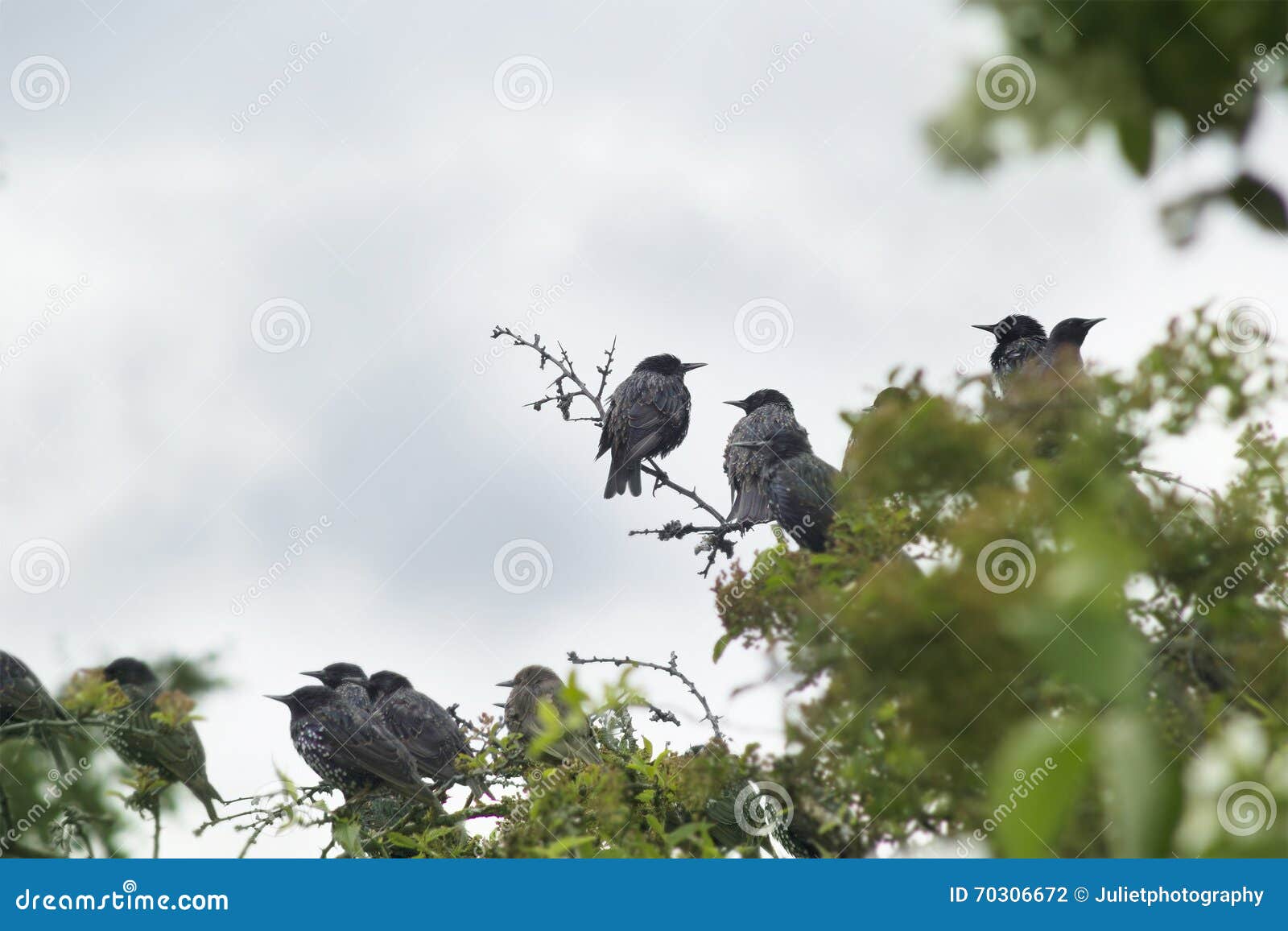 Birds on a Tree Branch in the Spring Stock Photo - Image of beautiful ...