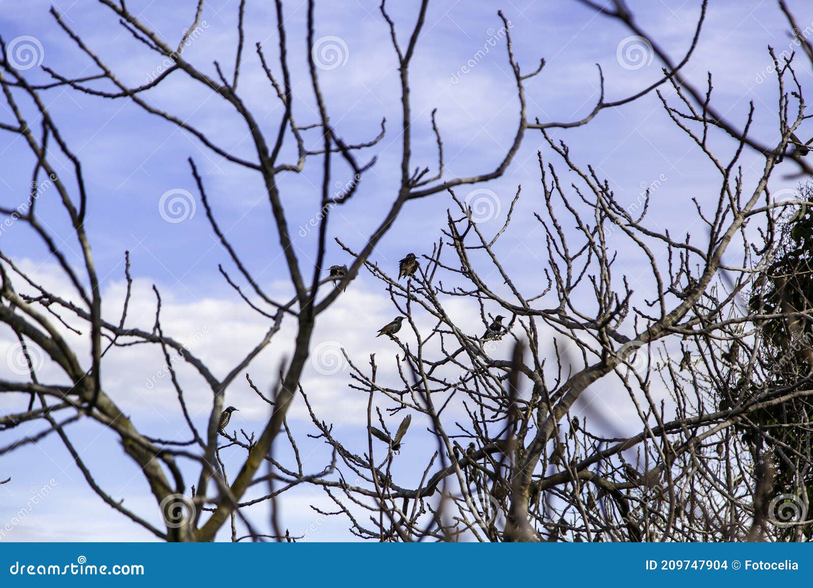 Birds on tree branches stock photo. Image of beautiful - 209747904