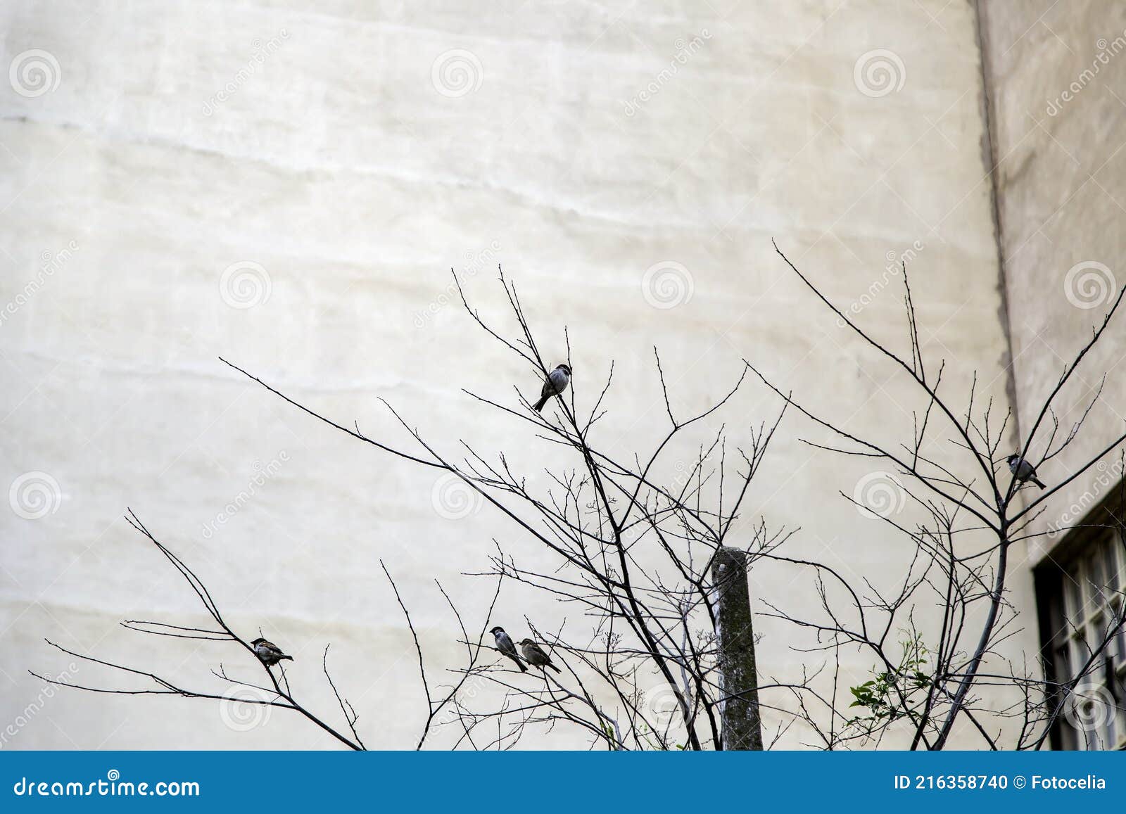 Birds on tree branches stock photo. Image of beak, food - 216358740