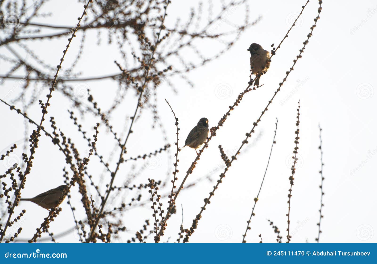 Birds on tree branches stock photo. Image of animal - 245111470