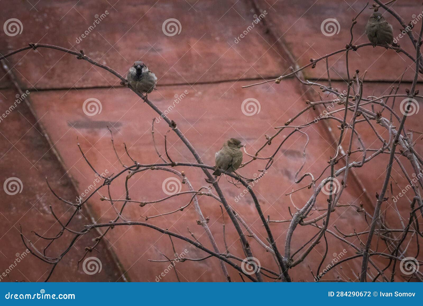 Birds on Tree Branches in Winter Stock Photo - Image of autumn ...