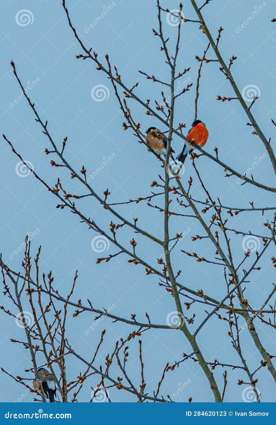 Birds on Tree Branches in Winter Stock Image - Image of leafless, bird ...