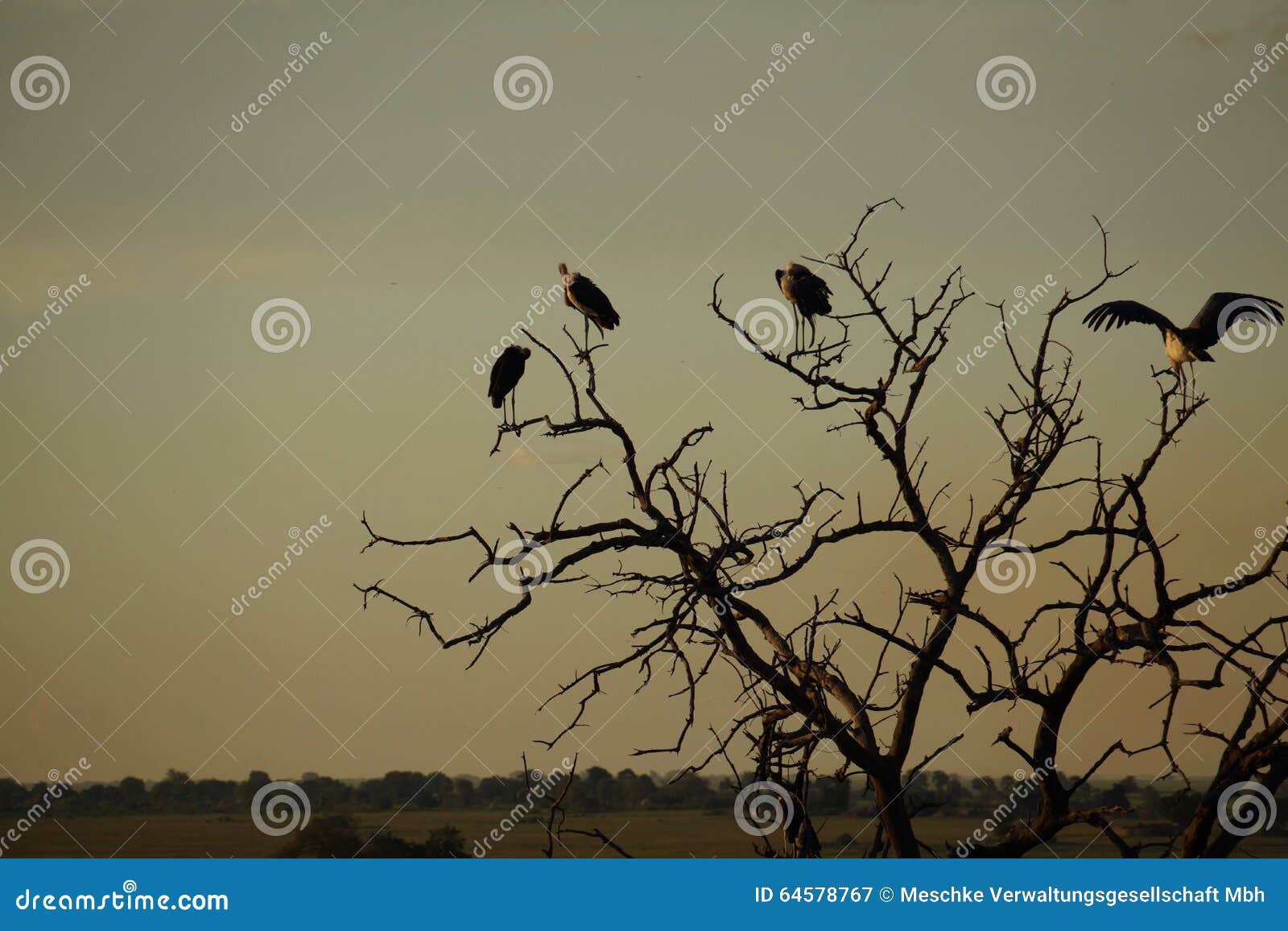 Birds on a Tree in the Evening Stock Image - Image of tree, sunset ...