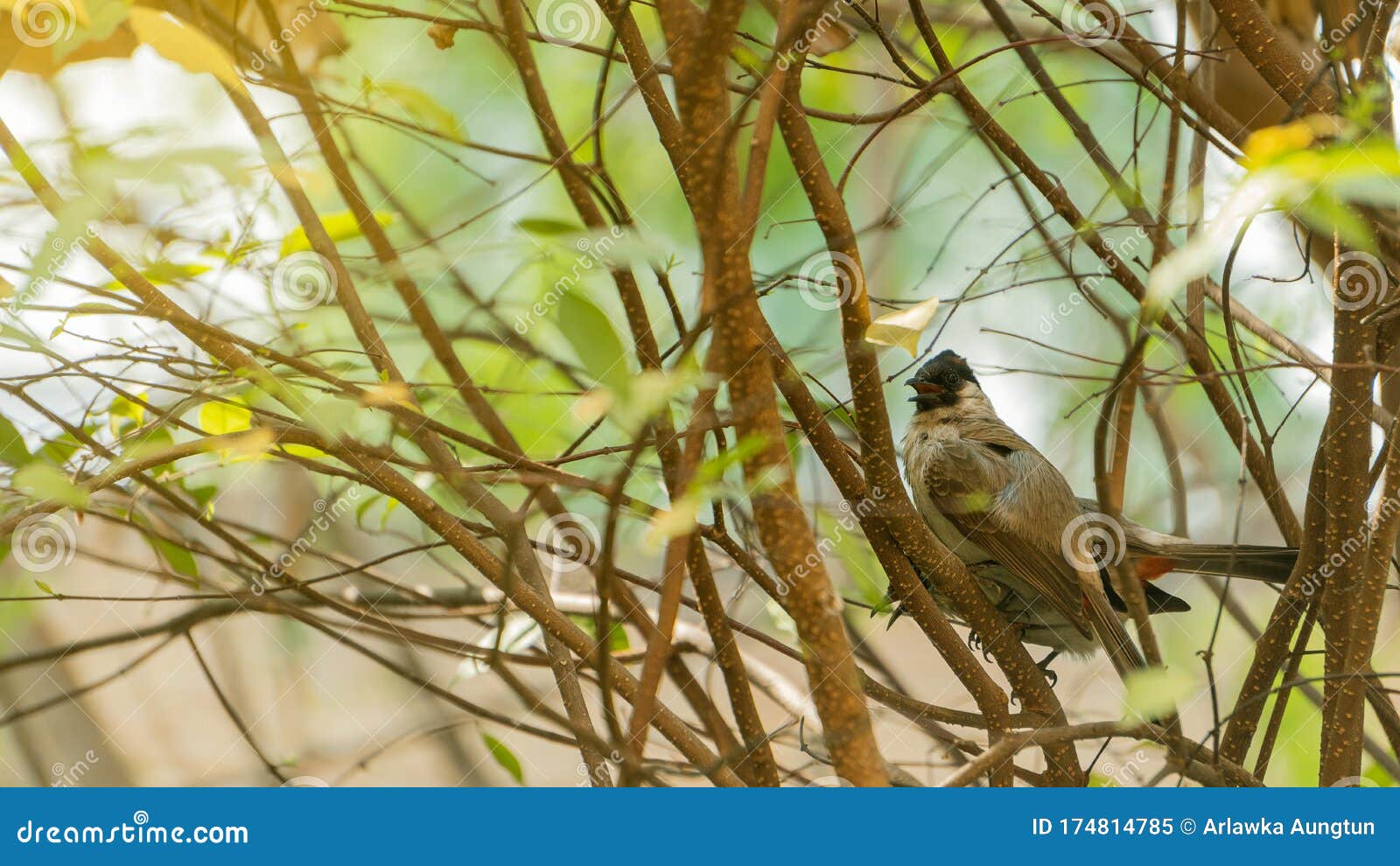 The Birds on the Tree are Full of Many Stock Image - Image of blooms ...