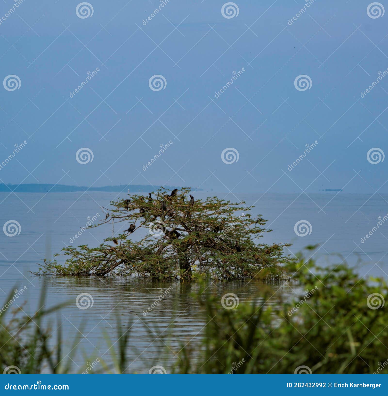 Birds on a Tree in Lake Victoria Stock Photo - Image of africa, scenic ...